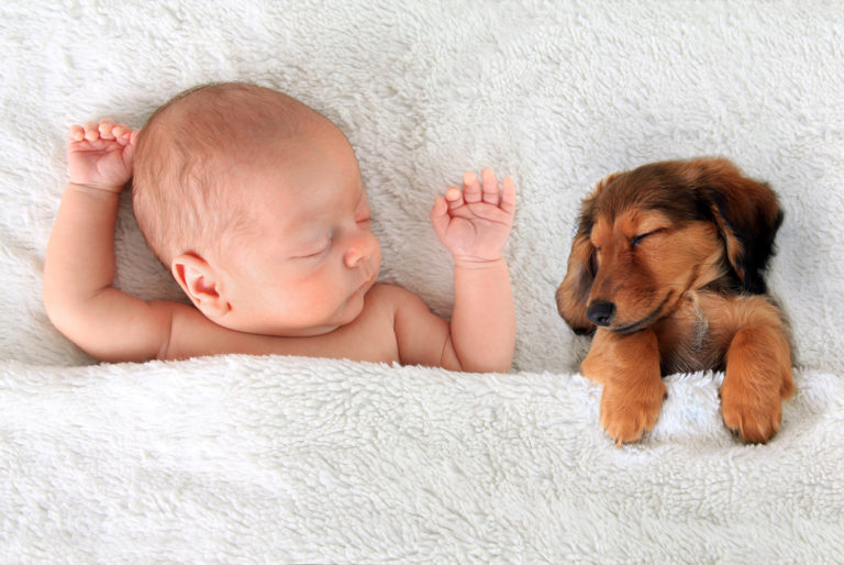 Bringing Home Baby To Your Dog’s Home: Tips From An Expert | Kinspace